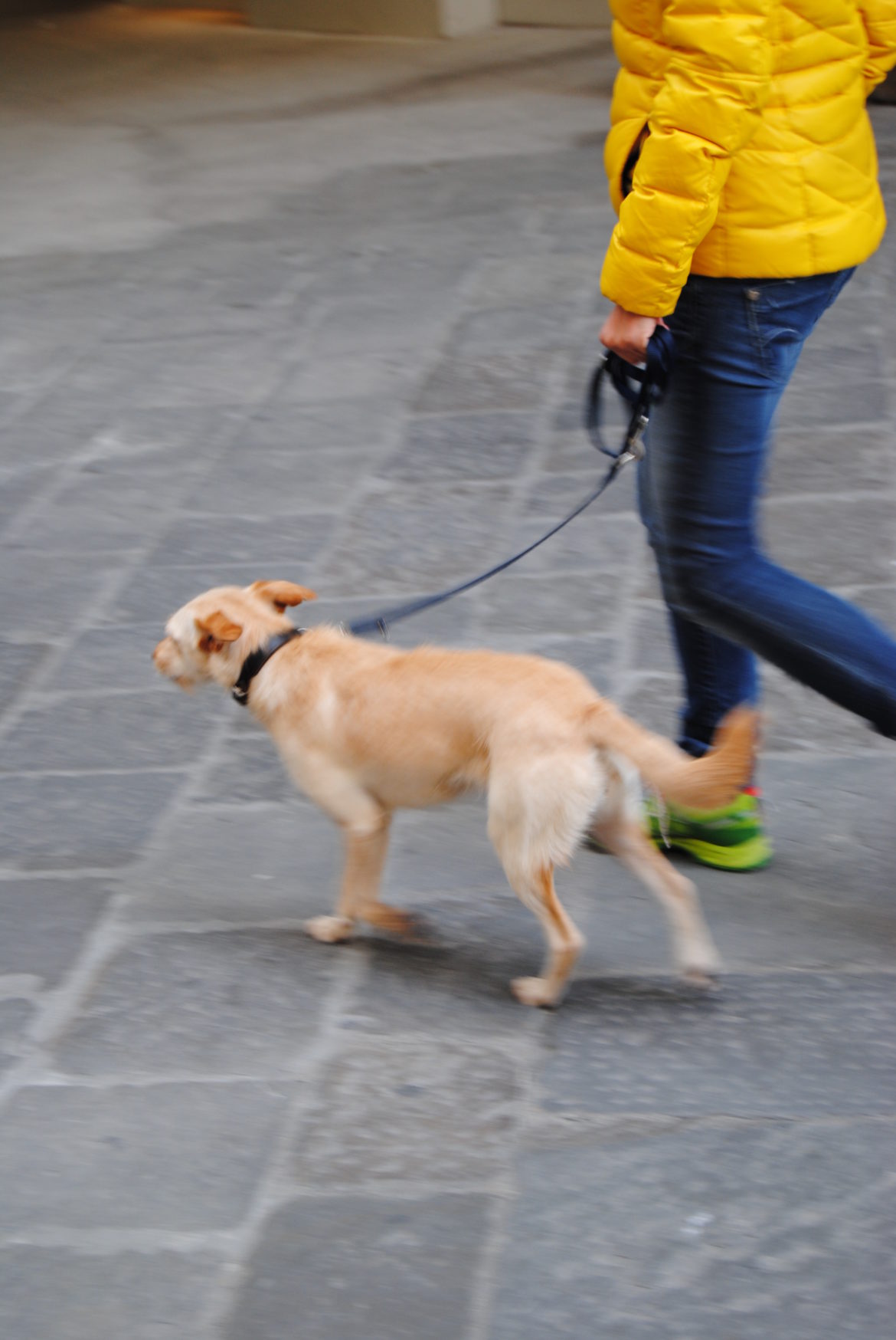 A Table For 2 1/2, Sir. Dogs In Florence, Italy – Living In Italy ...